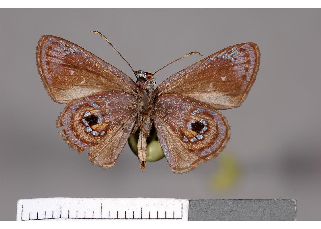 Artines aepitus (pinned specimens)